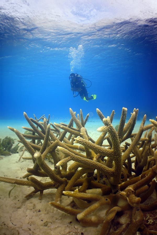 A Diver Exploring a Reef on the Island Stock Image - Image of coral ...