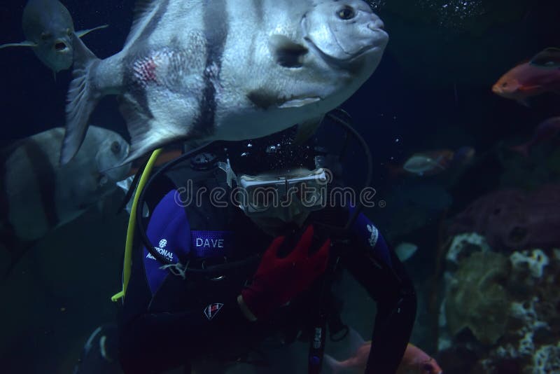 Diver Feeds the Fish in the Aquarium Editorial Photo - Image of ...