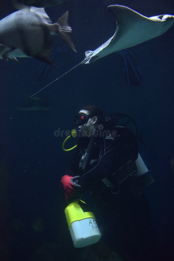 Diver Feeds the Fish in the Aquarium Editorial Image - Image of aquatic ...