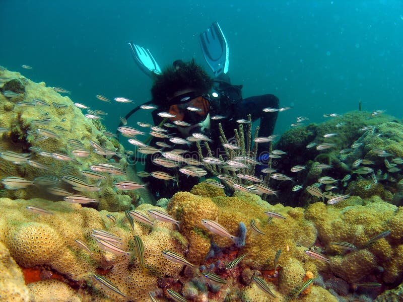Diver and fish stock image. Image of fish, tropical, shape - 14619511