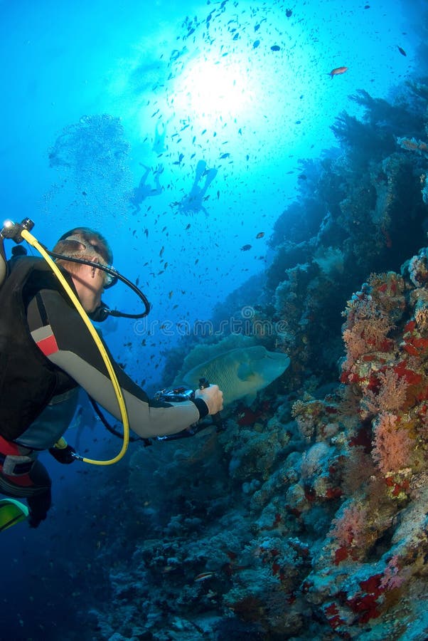 Scuba diver stock image. Image of ocean, coral, fish - 15529697