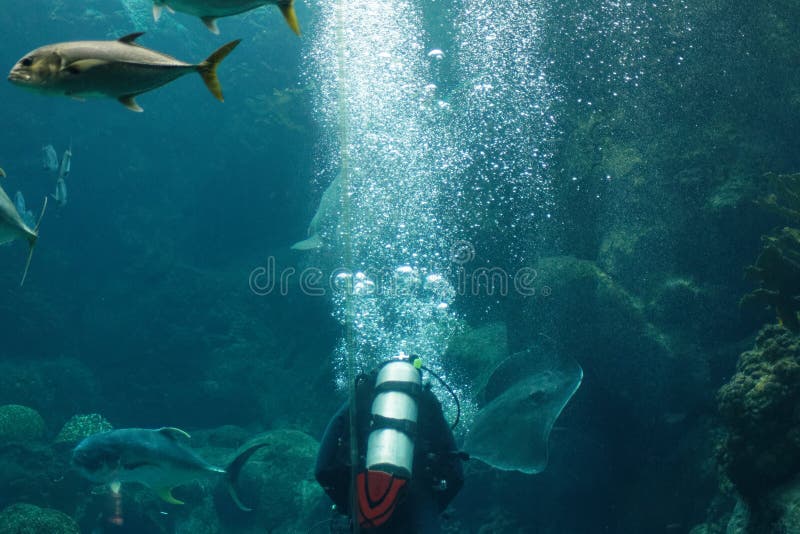 Diver Floating in the Aquarium Editorial Photo - Image of fish, water ...