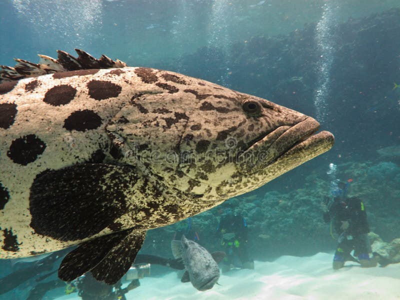 Giant Potato Fish Great Barrier Reef Stock Image - Image of potato ...