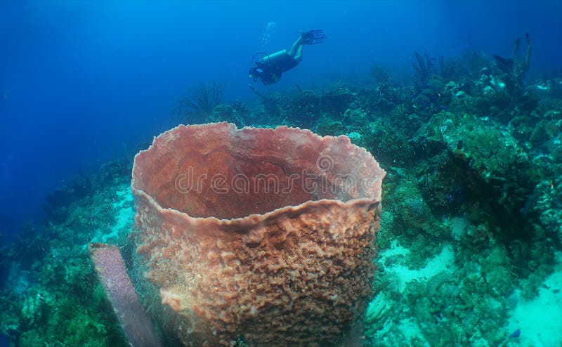 A Diver and a Giant Sponge on a Reef Stock Photo - Image of coral ...