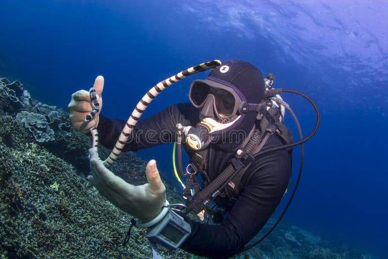 Diver holding a seasnake editorial photography. Image of sport - 28525227