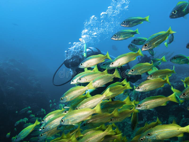 Snapper Fish at the Bottom of the Indian Ocean Stock Photo - Image of ...