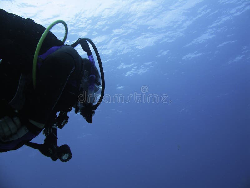Diver Looking at surface stock photo. Image of people - 2865356