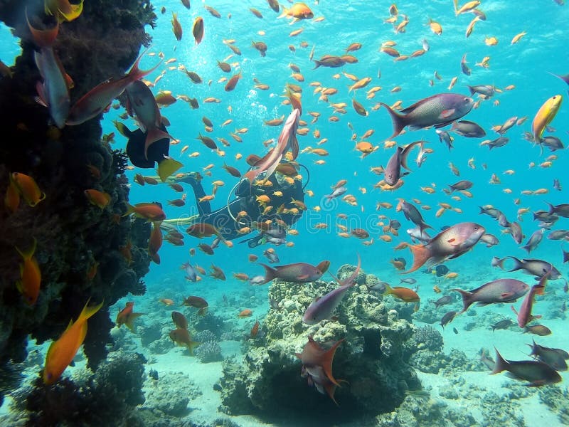 Diver and lots of fish stock photo. Image of fish, last - 52516598
