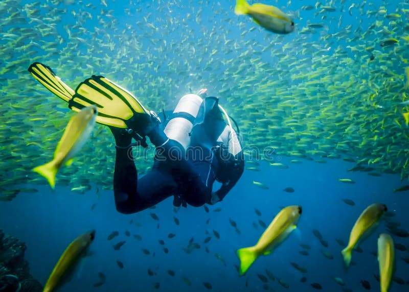 A Diver Moving into a Large Flock of Fish in the Indian Ocean Stock ...