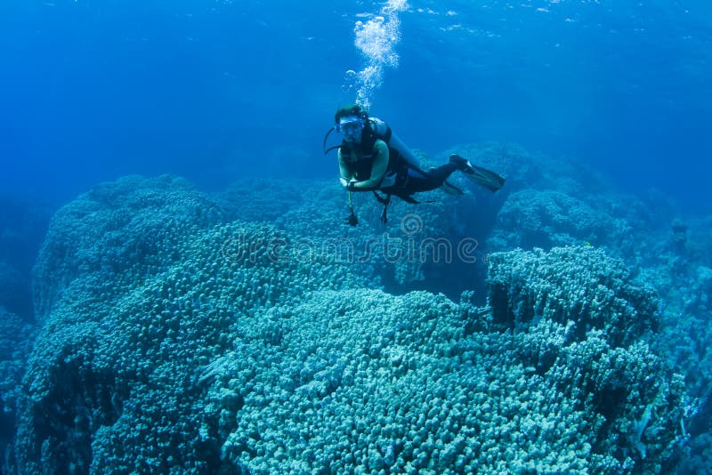 Diver over Coral reef stock image. Image of blue, coral - 17724793