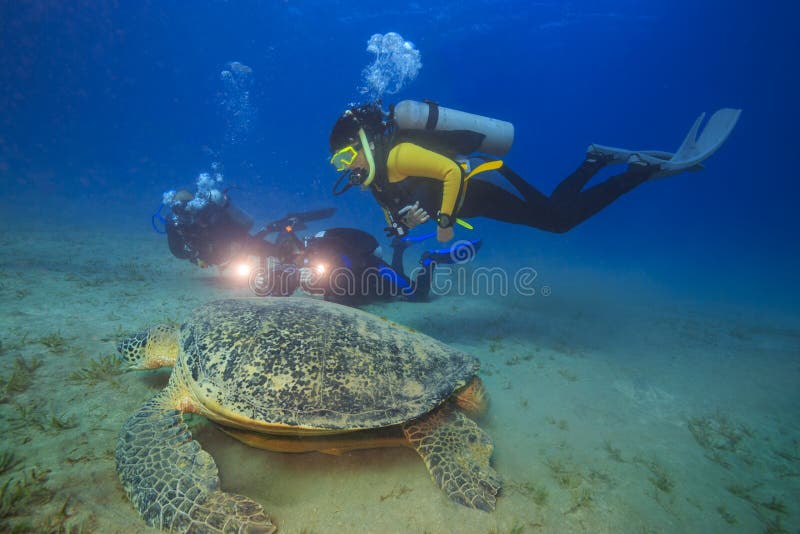 Diver in the Red Sea, Egypt Stock Photo - Image of diving, aquarium ...