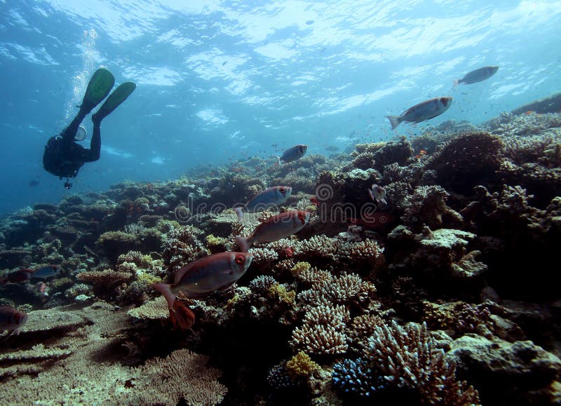 Diver on a reef stock image. Image of fish, dive, diving - 5550305