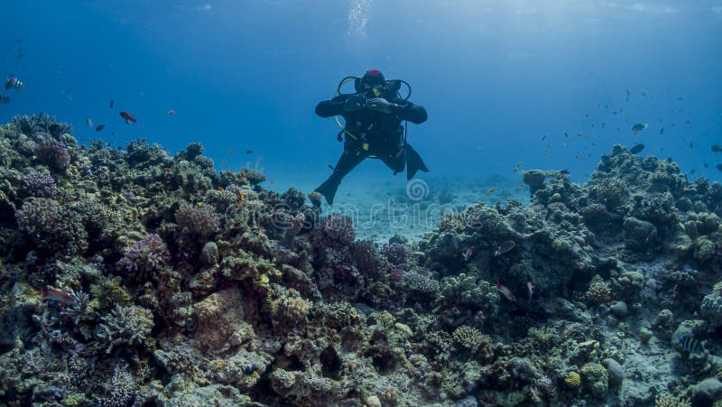 Diver at Surface with Dive Flag Stock Image - Image of bahamas, green ...