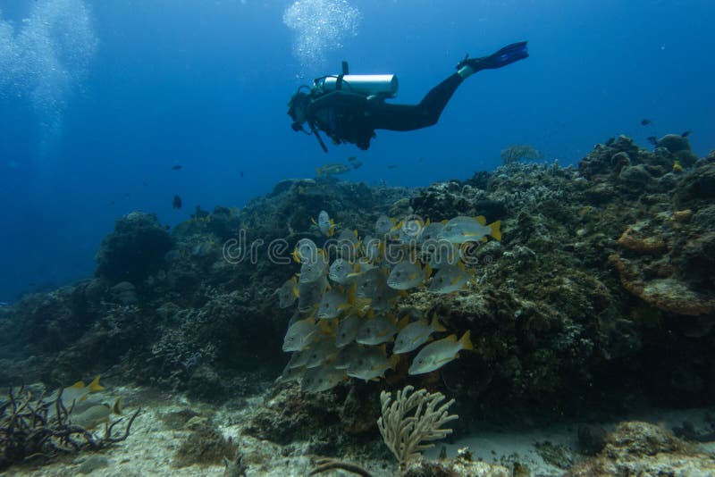 Diver Scuba Diving Around the Coral Reef and a School of Fish Stock ...