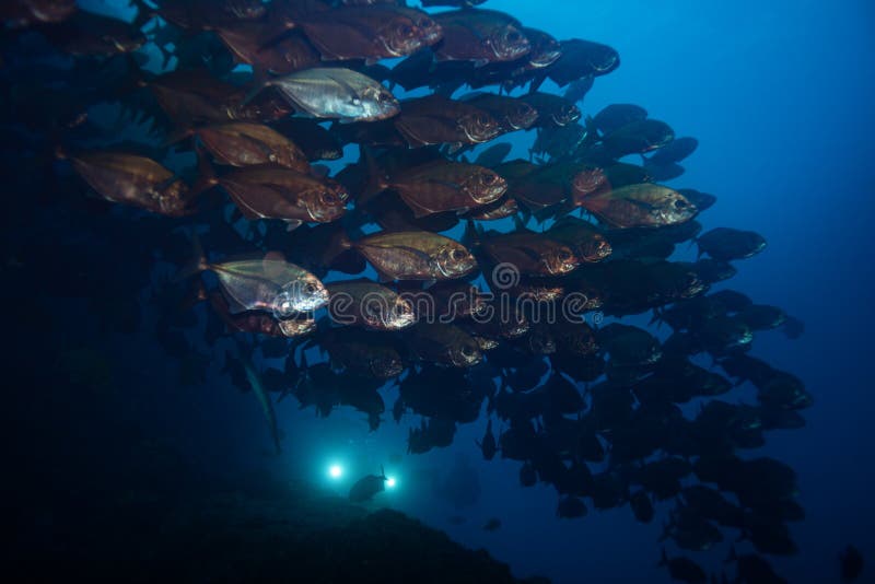 Diver Strobes Photo Fish School Deep Underwater Stock Photo - Image of ...