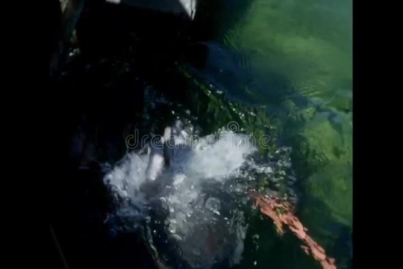 Diver Submerging into Water Stock Footage - Video of equipment, hose ...