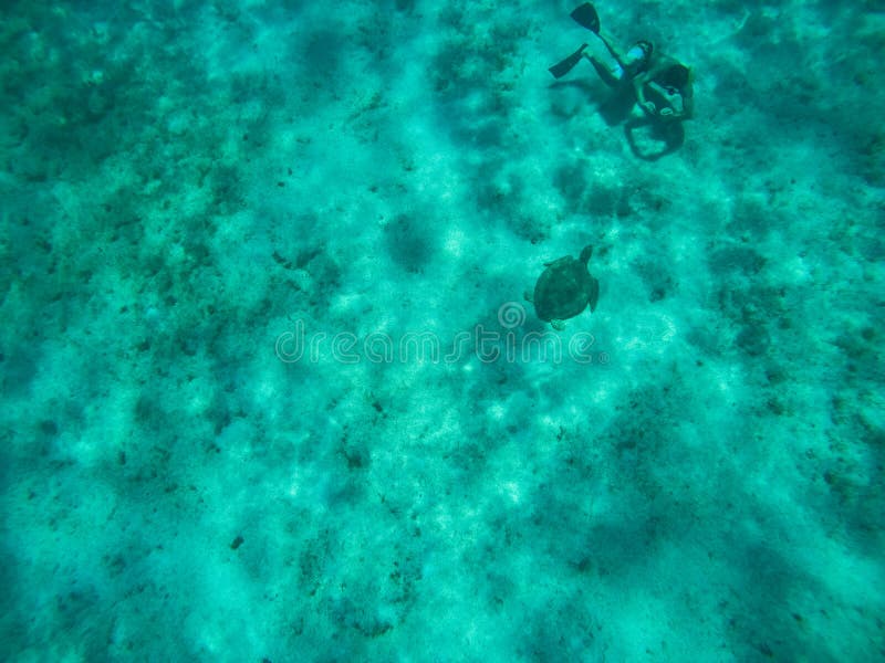 Diver Taking a Photo of a Turtle on the Bottom of Caribbean Sea Stock ...