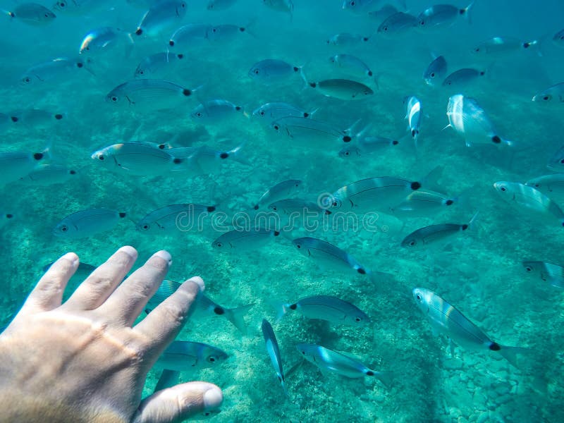 Do not touch the fish stock image. Image of notice, pictogram - 170713107