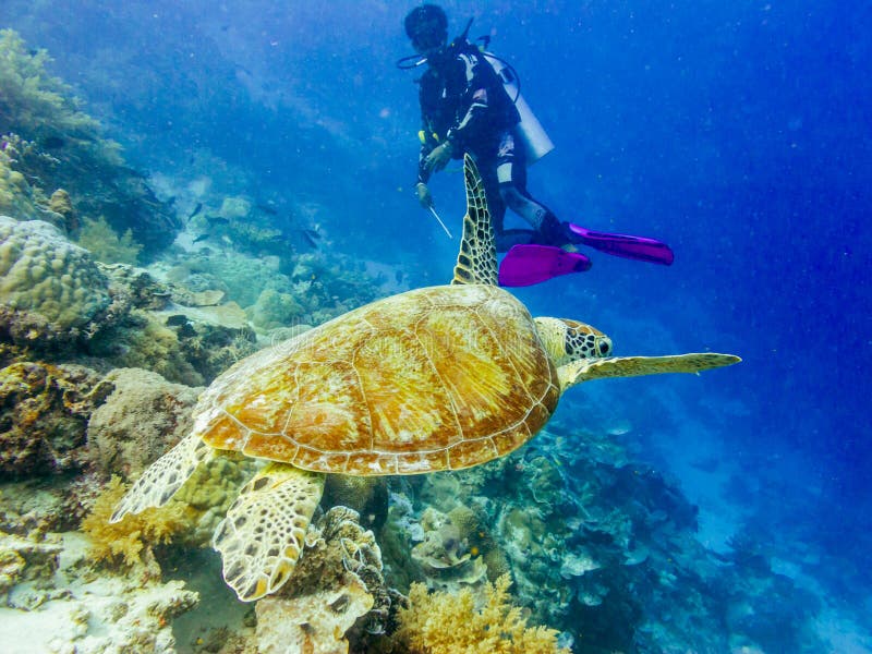 Diver and a turtle stock photo. Image of turtle, coral - 55179064