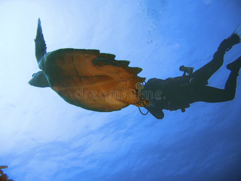 Diver and Turtle Underwater Stock Image - Image of swimming, diving ...