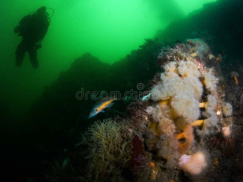 Diver on wreck stock image. Image of revo, doubles, shipwreck - 15050735