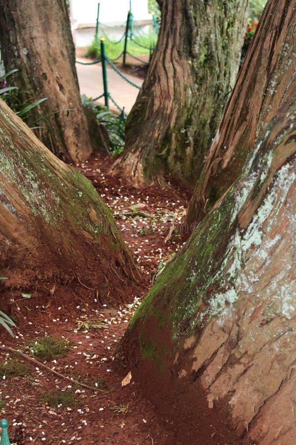 Diverging trees bottom stock photo. Image of environmental - 93044842