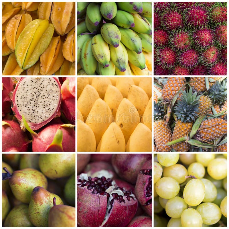 Ramassage de fraises image stock. Image du champs, ramassage - 21445213