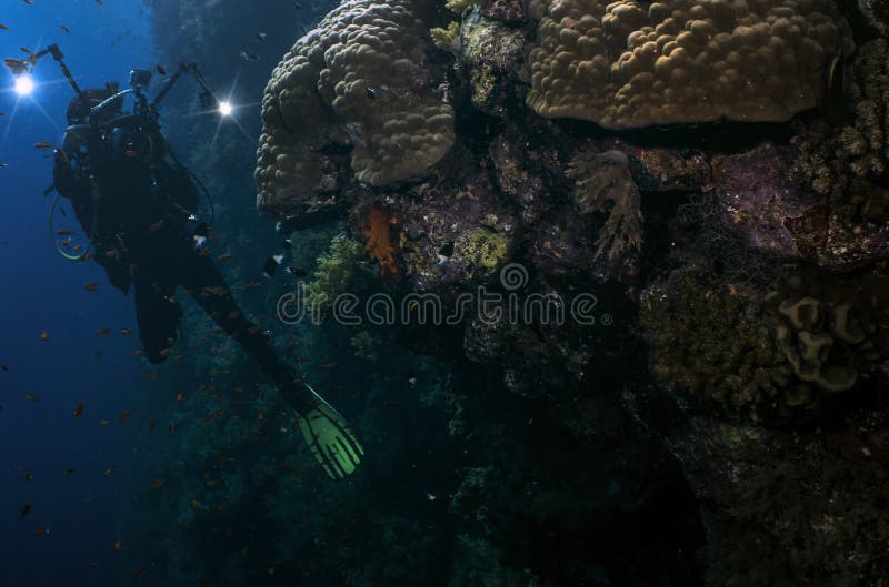 Divers Exploring the Underwater World of the Red Sea Editorial Photo ...