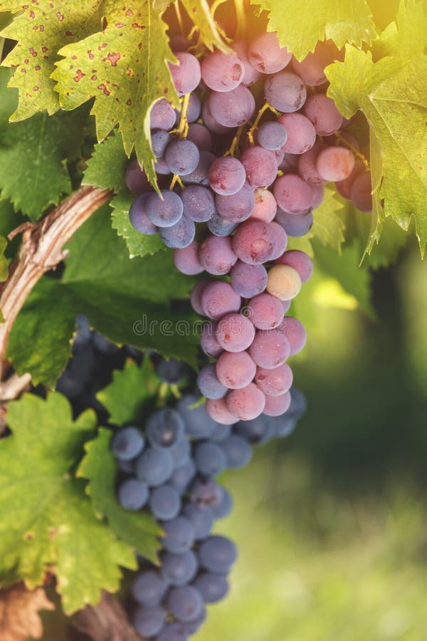 Divers Types De Raisins Sur Une Vigne Photo stock - Image du nature ...