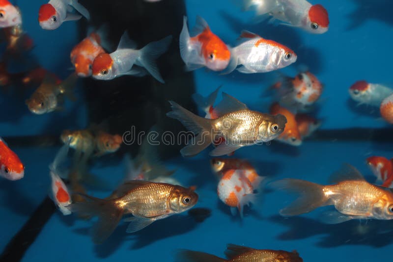 Diversa Especie De Pez De Colores Foto de archivo - Imagen de goldfish ...