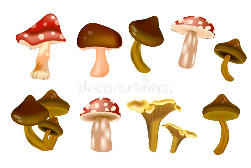 Ejemplo Comestible Determinado Del Vector De Las Setas Diferentes Tipos ...