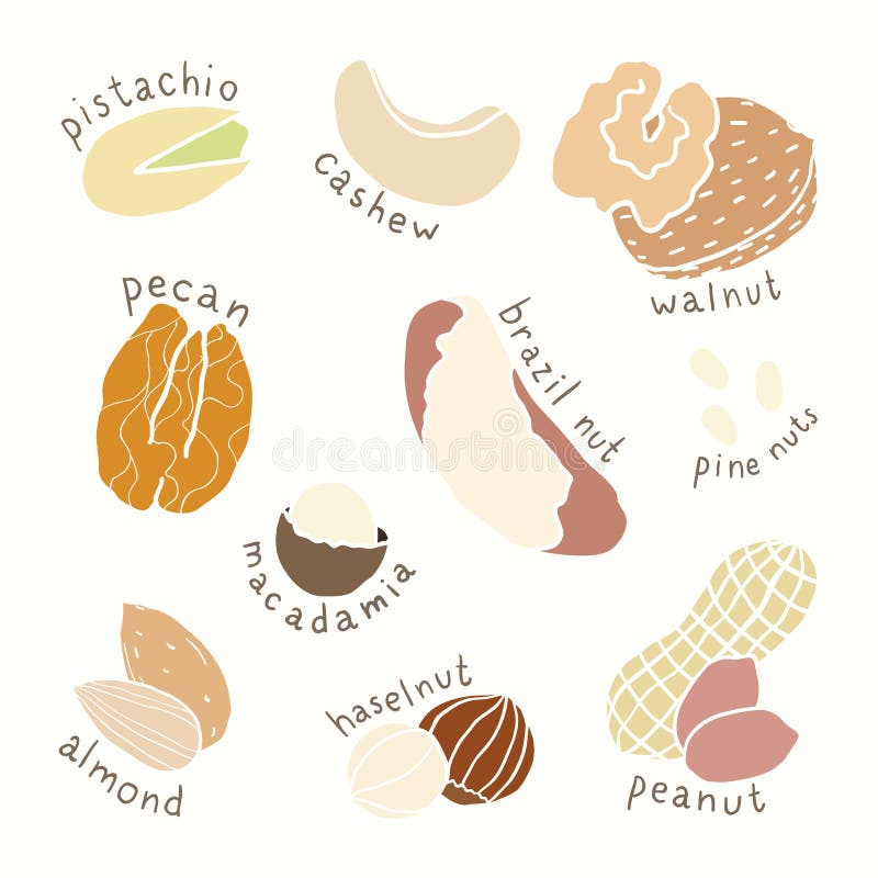 Diversas nueces fijadas ilustración del vector. Ilustración de travieso ...