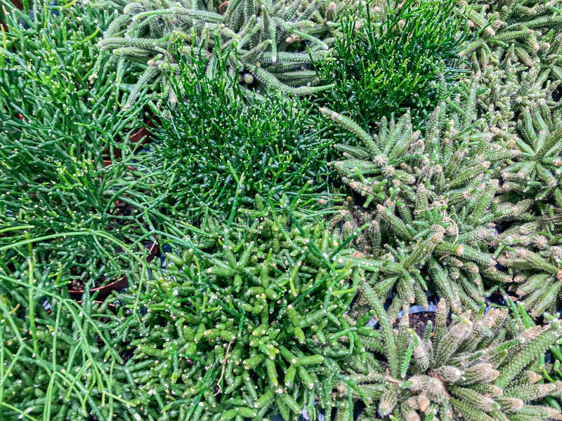 A Diverse Array of Succulent Plants, Varying in Color and Texture ...