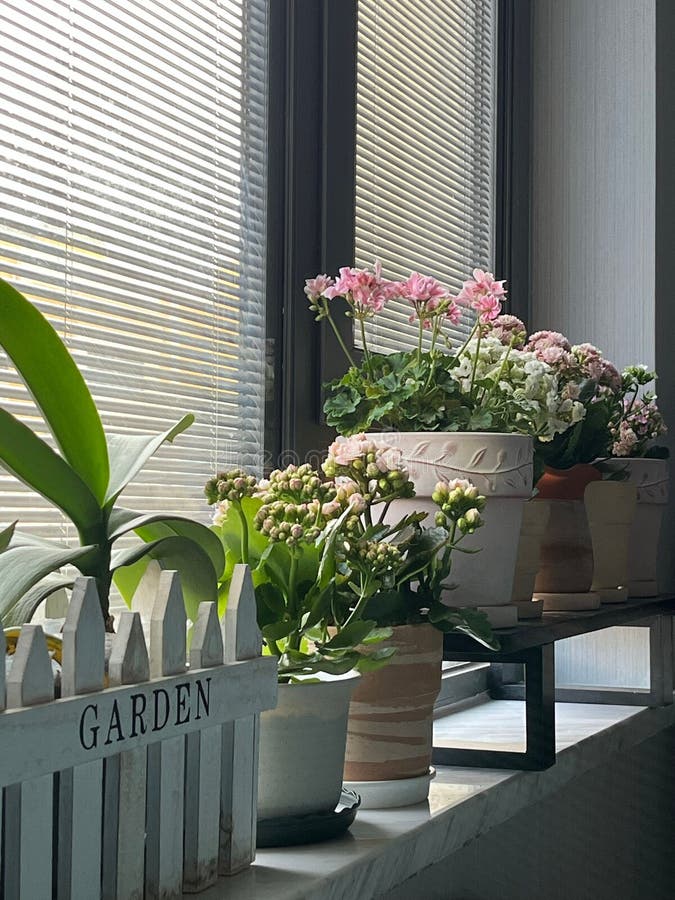 Some Different Flowers are in a Window Sill on a Sunny Day Stock Image ...
