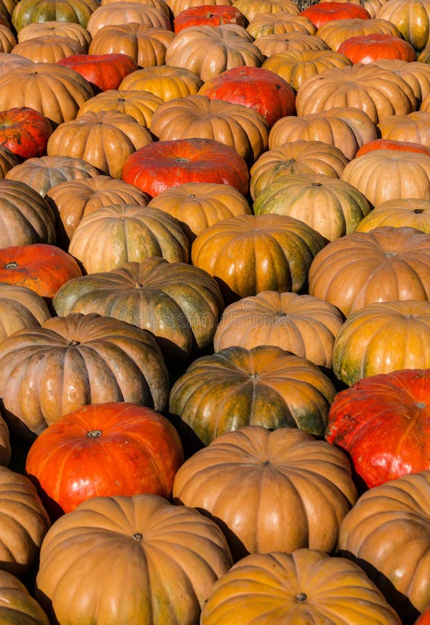 Diverse Assortment of Pumpkins Stock Image - Image of closeup, farm ...