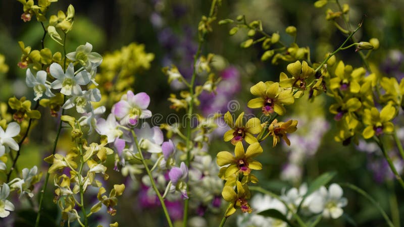 Variety orchid flower stock photo. Image of herb, wildflower - 388393744