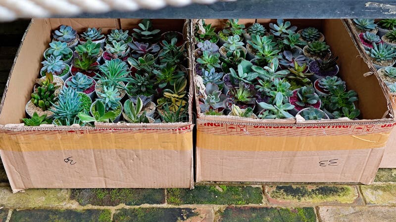 Diverse Collection of Succulent Plants in White Pots Arranged in ...