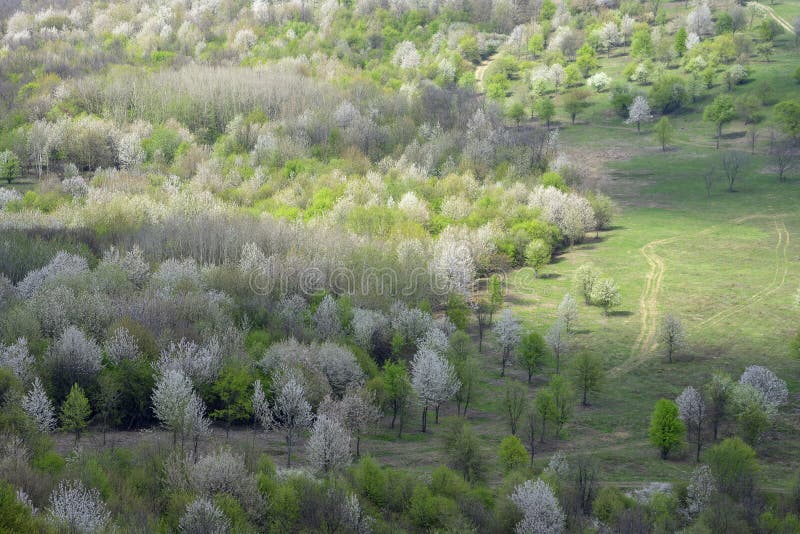 Diverse Colored Grove Trees from Above Stock Image - Image of tranquil ...