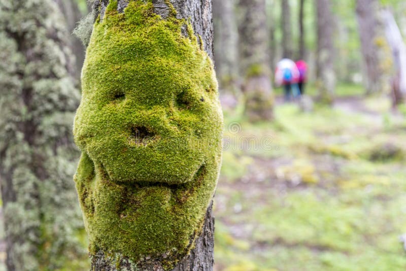 Diverse Groene Mossen En Korstmossen Stock Afbeelding - Image of mossen ...