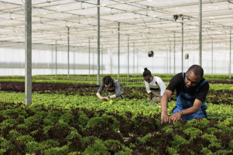 Diverse Group of Greenhouse Workers Cultivating Different Types of ...