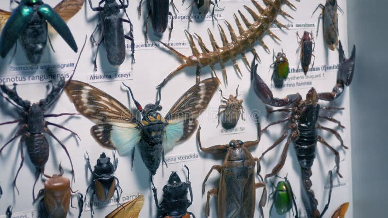 Diverse Insect Collection Scientific, Educational Display Stock Video ...