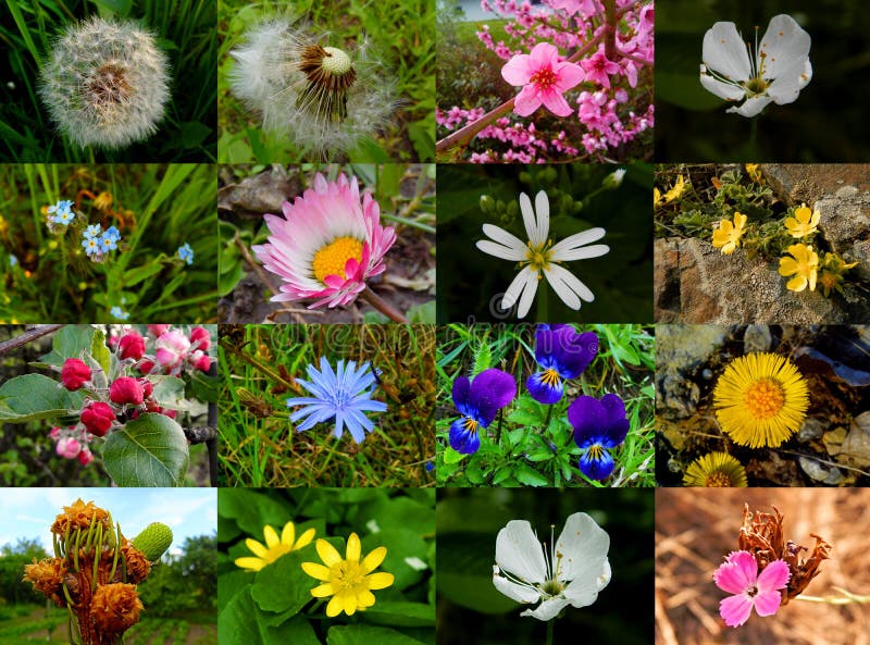 Diverse plant blossoms stock photo. Image of flora, beauty - 110880466