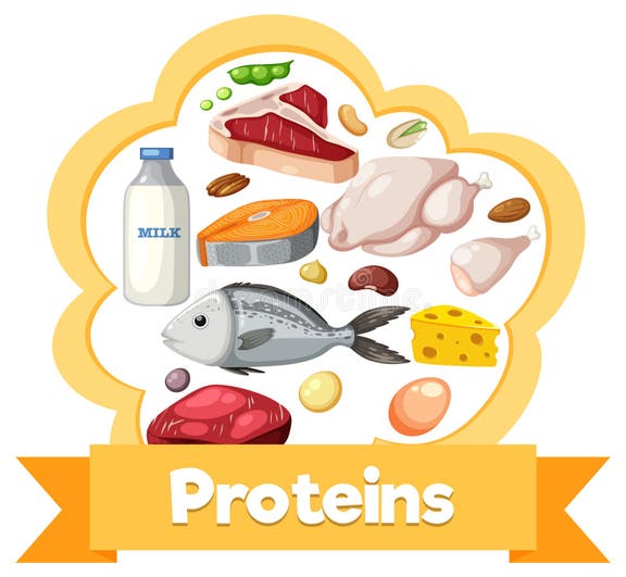 Diverse protein sources stock vector. Illustration of nutrition - 326073419