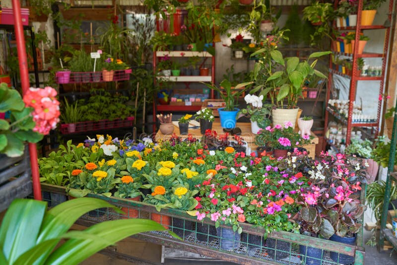 Diverse Range of Flowers in the Nursery Stock Photo - Image of small ...