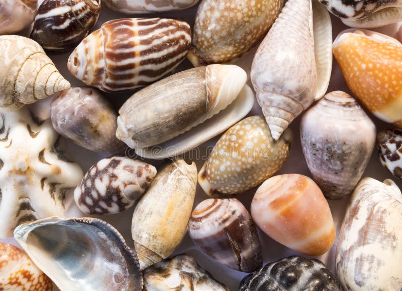 Closeup Shell and Sand and Human Legs on the Background. Stock Photo ...