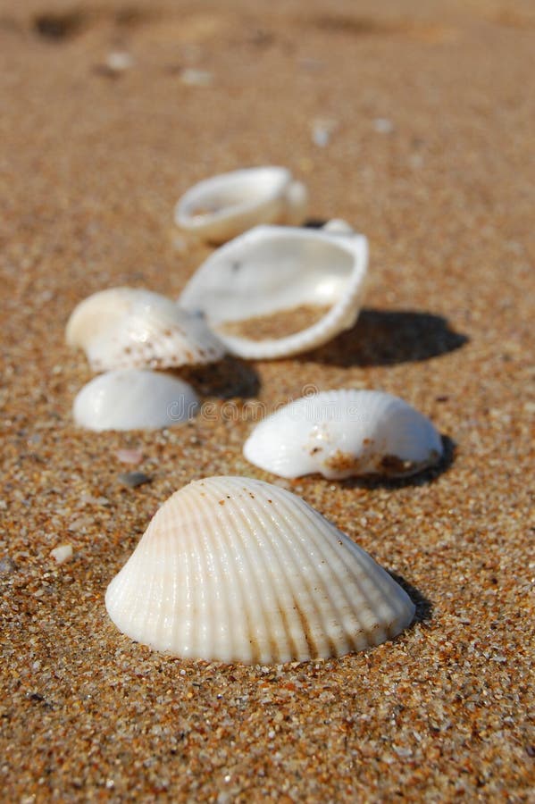 Diverse Sea Shells Collection on Sand Background Stock Photo - Image of ...