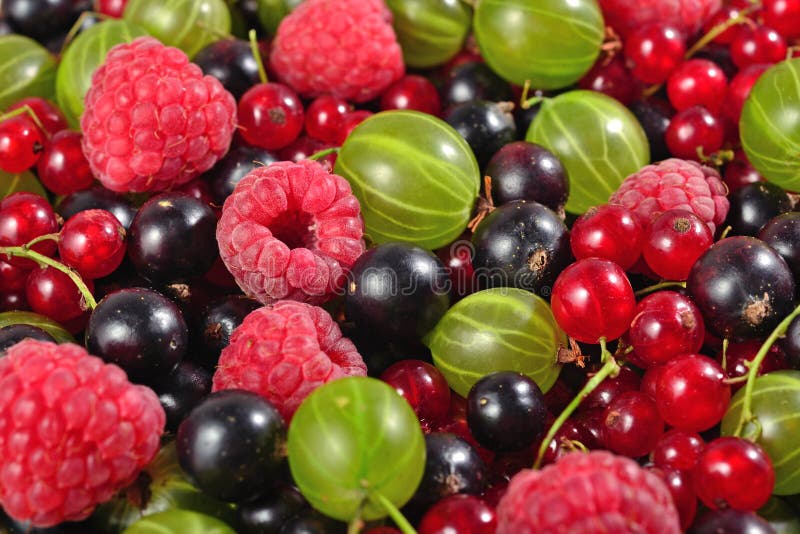 Verschillende Soorten Verse Bessen Van Dichtbij Als Achtergrond Stock ...