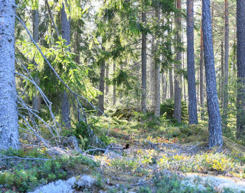 Mixed Forest in Rugged Terrain Stock Image - Image of rock, trunks ...