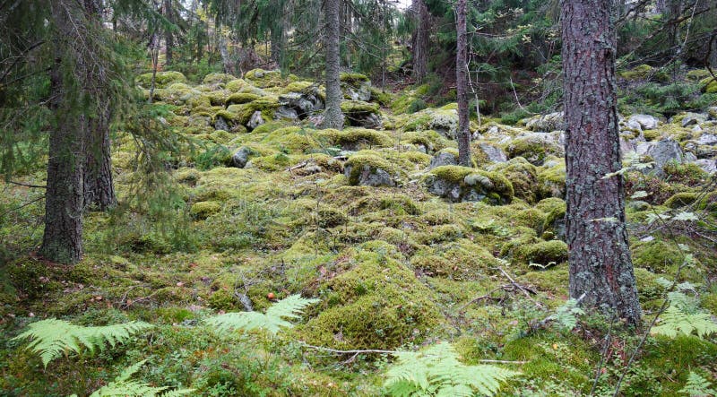 Mixed Forest in Rugged Terrain Stock Image - Image of plant, stones ...