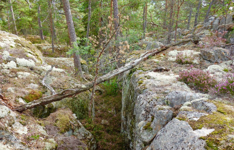 Mixed Forest in Rugged Terrain Stock Photo - Image of stone, forest ...